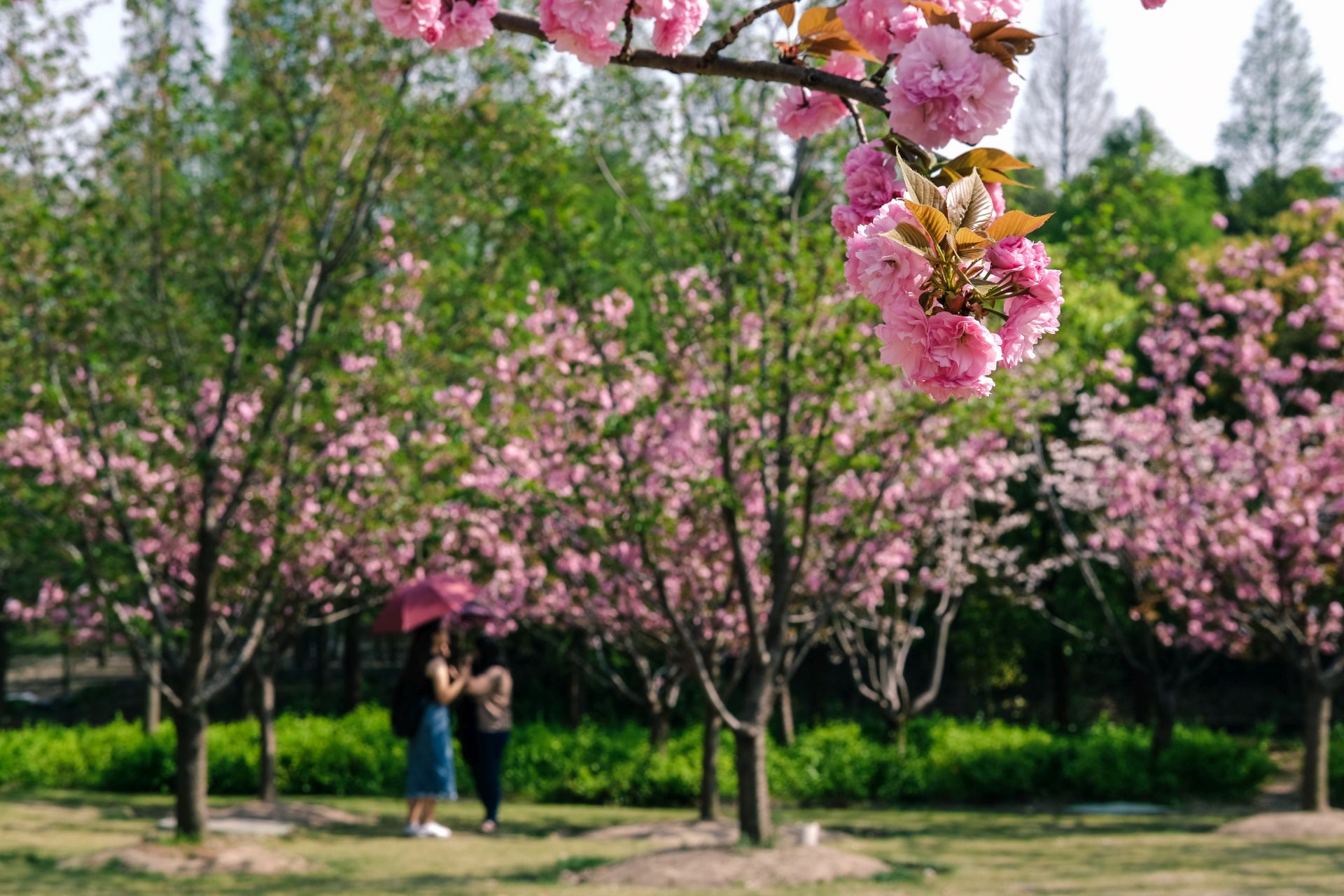 Shanghai´s most beautiful parks – not only during cherry blossom