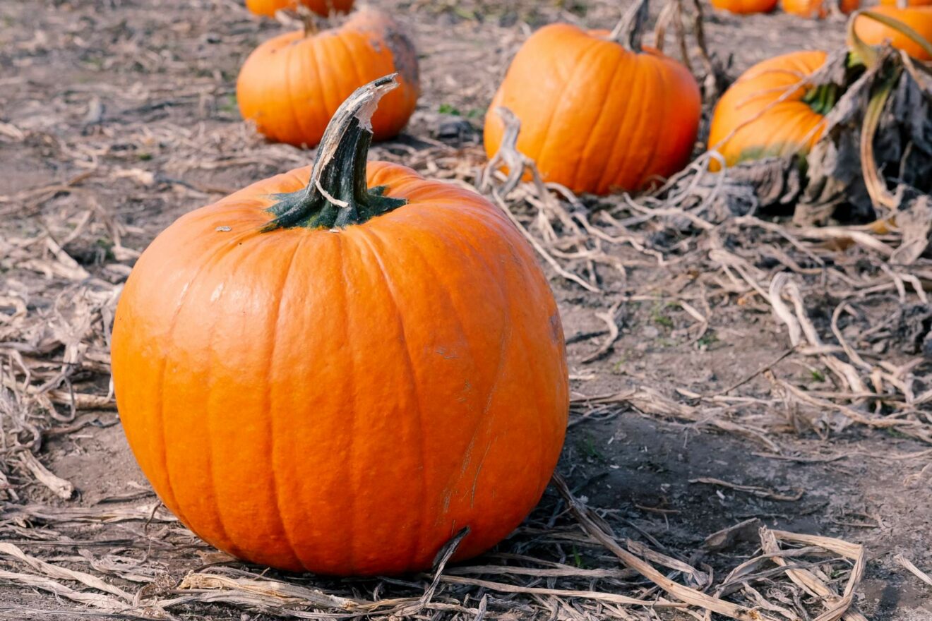 Portland October activities: pumpkin patch, fall foliage & Halloween