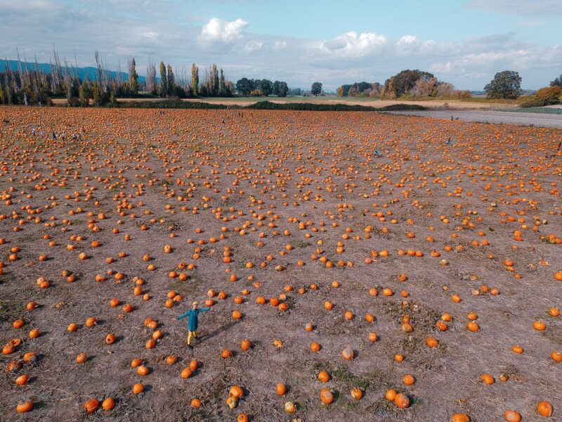 Portland October activities: pumpkin patch, fall foliage & Halloween