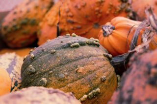 Portland October activities: pumpkin patch, fall foliage & Halloween