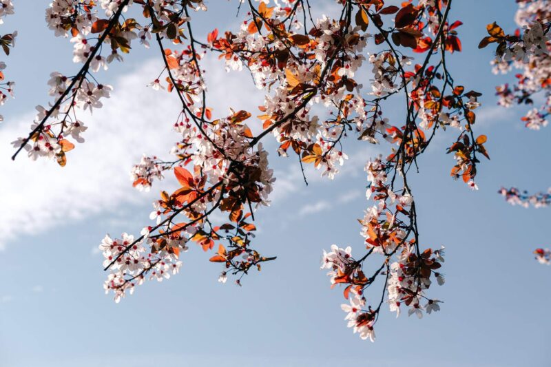 Cherry blossoms in Portland: Top spots for spring flowers