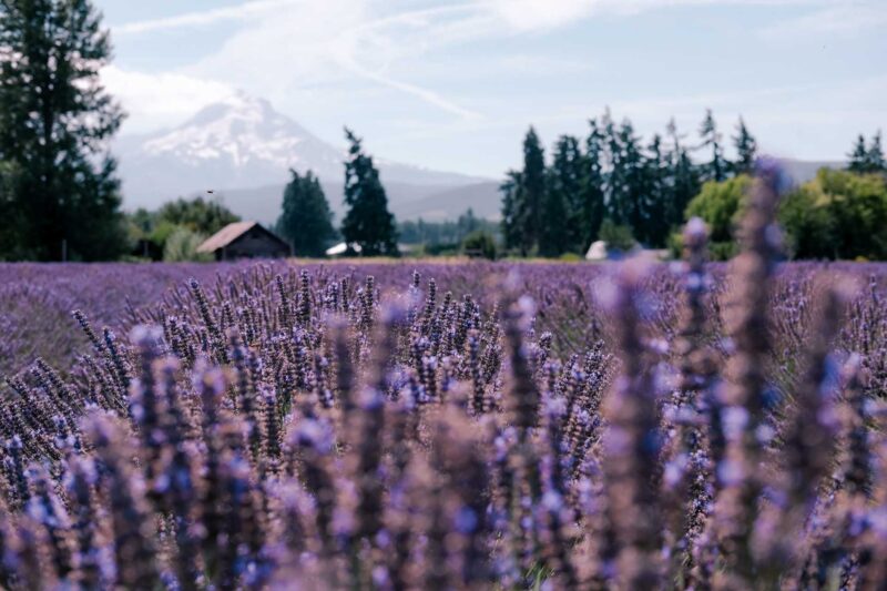 Local's guide to the 20 best lavender fields in Oregon 2022