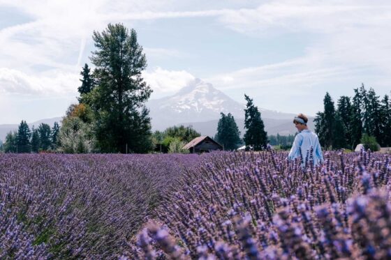 Local's guide to the 20 best lavender fields in Oregon 2022