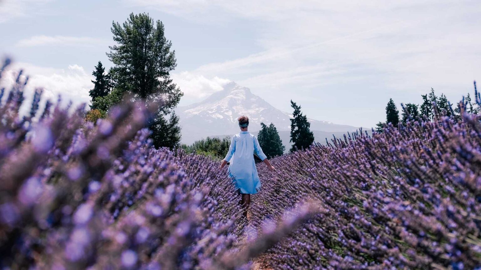Local's guide to the 20 best lavender fields in Oregon 2022