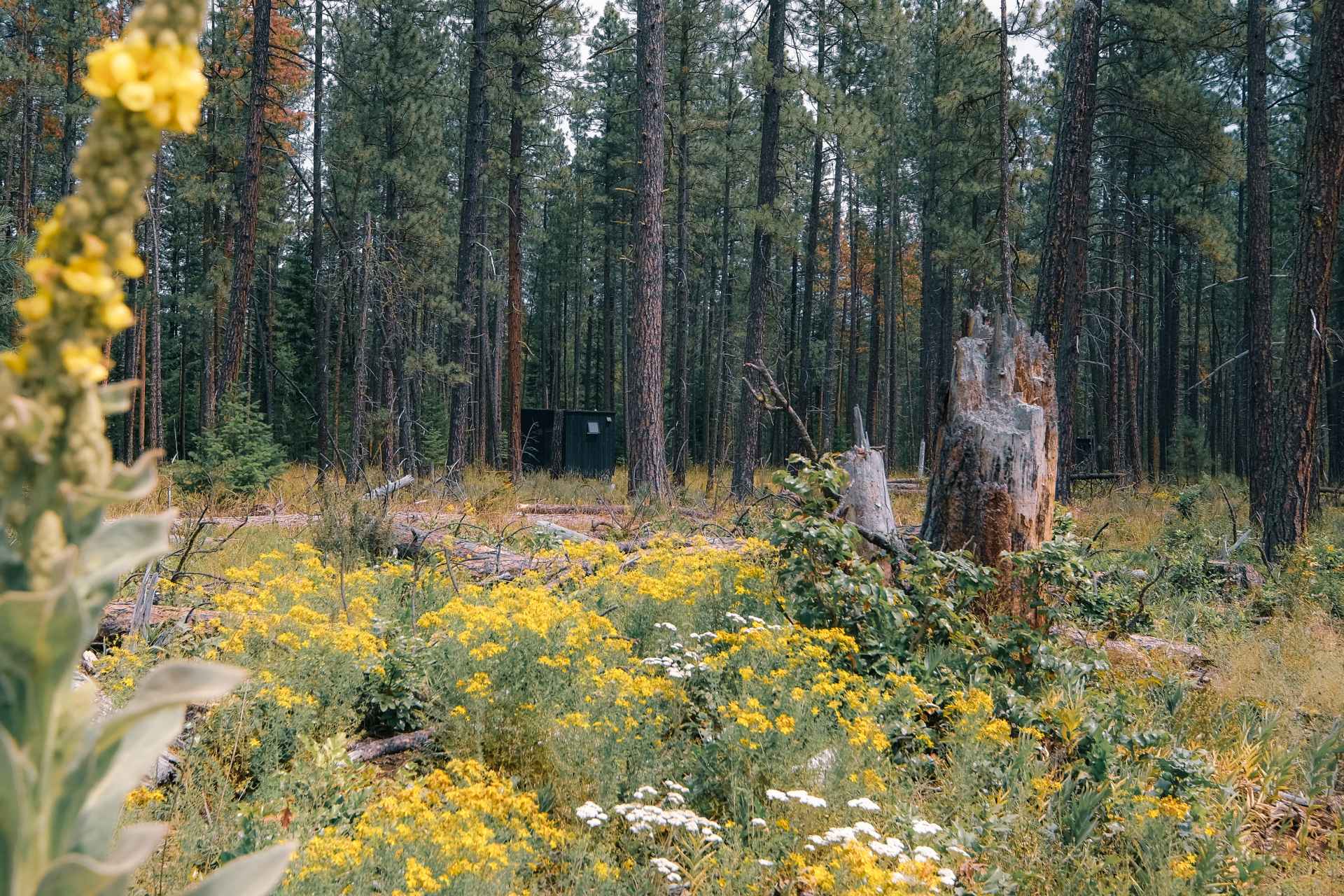 Getaway Portland: Glamping in the Pacific Northwest