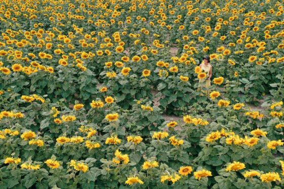 A local's guide to flower fields & festivals in Oregon