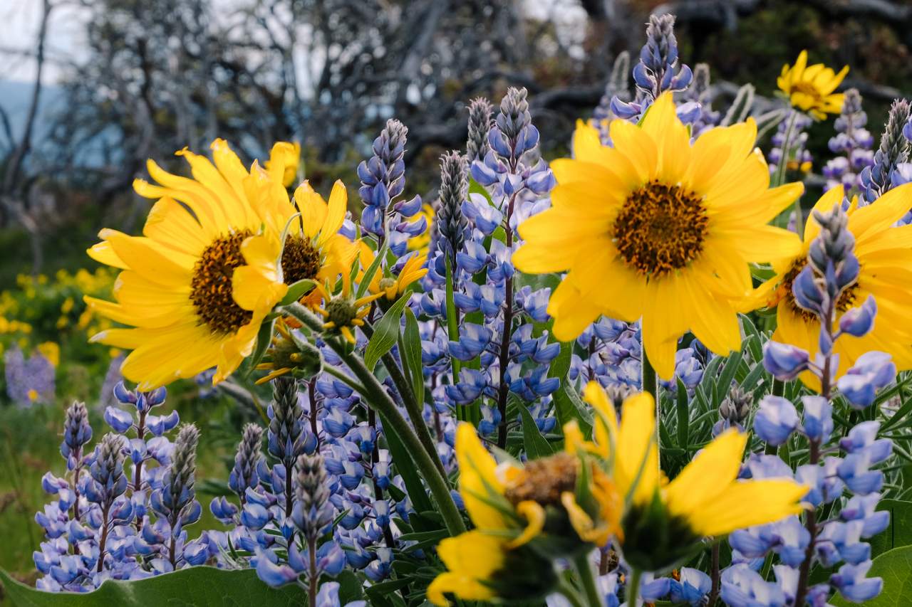 20 epic wildflower hikes in Oregon + Washington