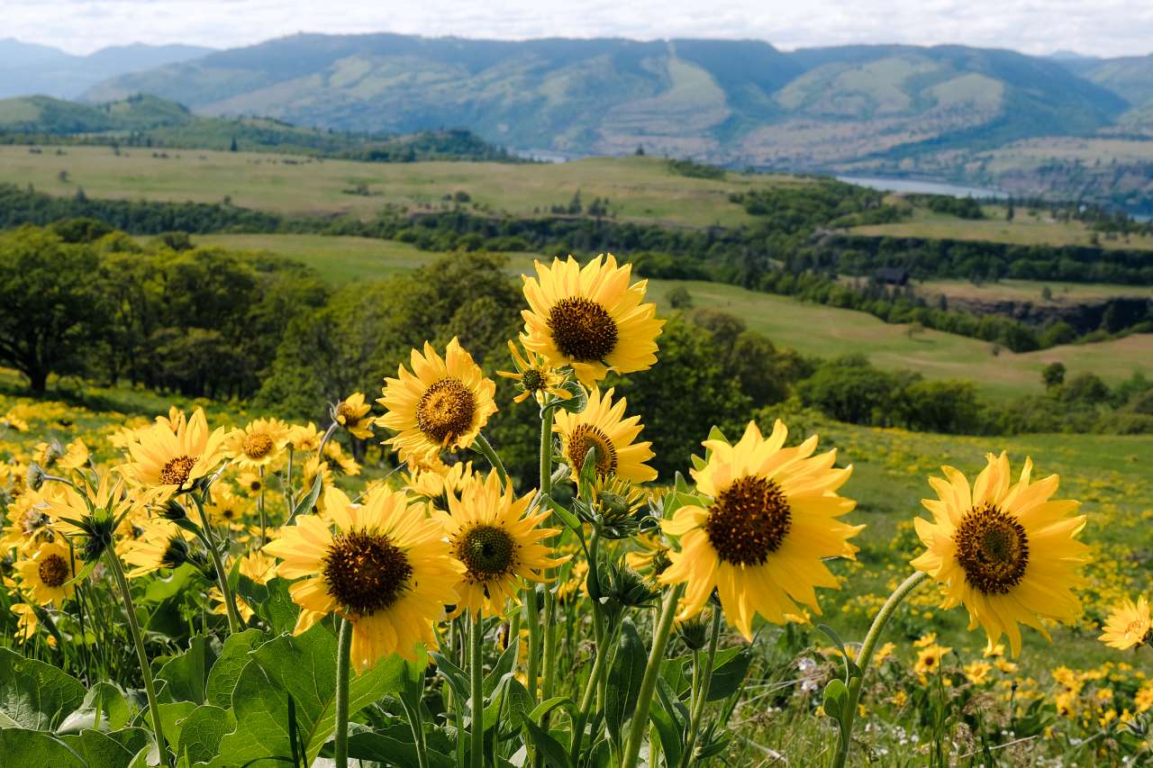 20 epic wildflower hikes in Oregon + Washington