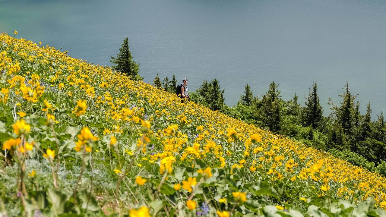 Dog Mountain Wanderung: Alles was du wissen musst
